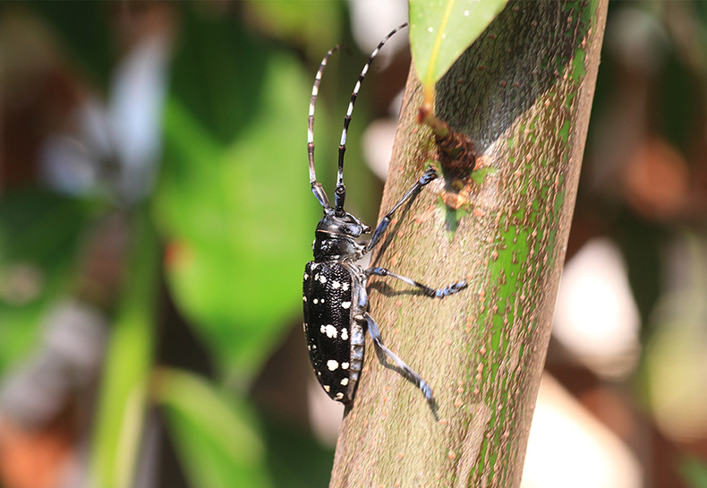 Tree Diseases, Pests & Invasive Plants